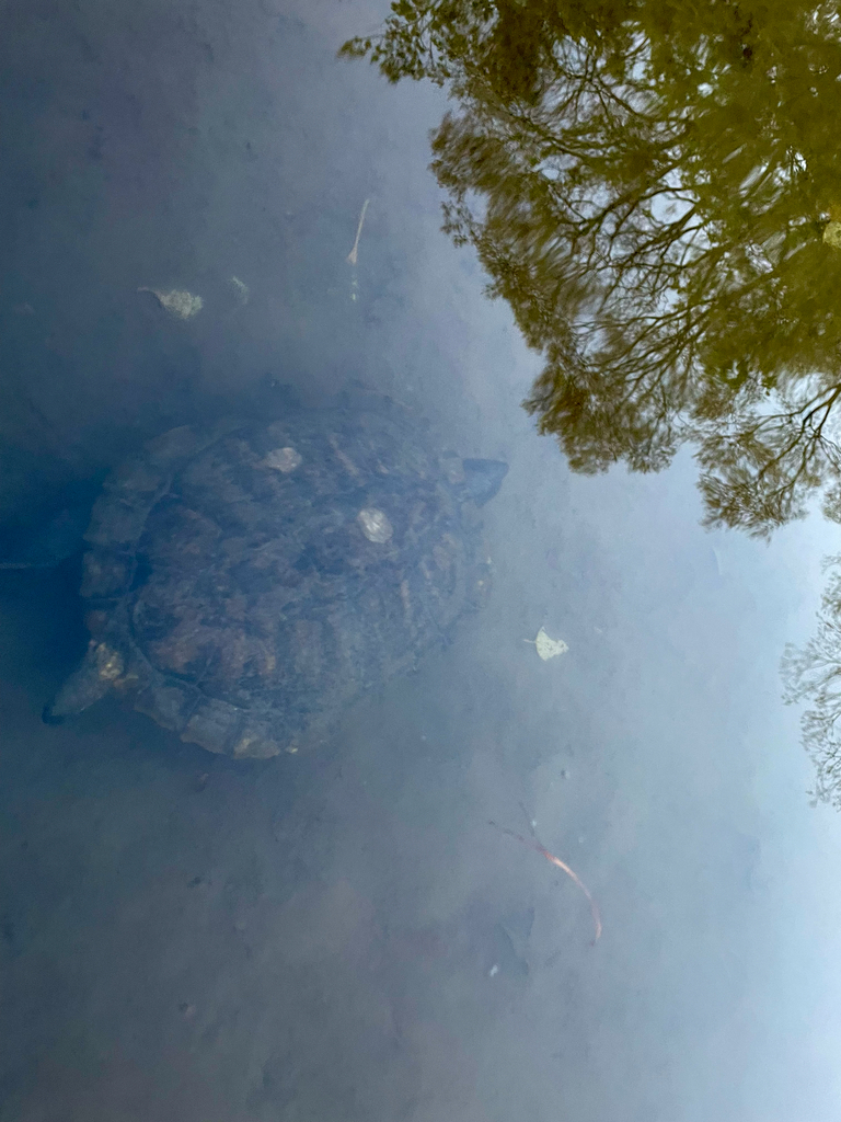 Pond Slider from Kyoto, Kyoto, JP on April 11, 2025 at 06:12 PM by ...