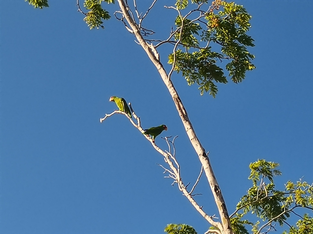 White-fronted Amazon in April 2025 by Alvaro Carrillo Balanzar ...