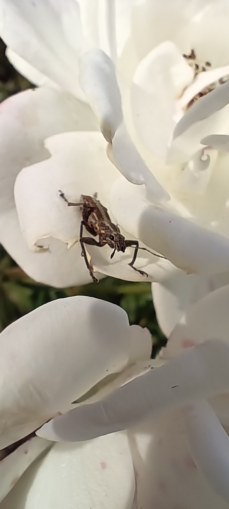 South American Fruit Tree Weevil from 9273+6H, Las Mariposas, Chillán ...
