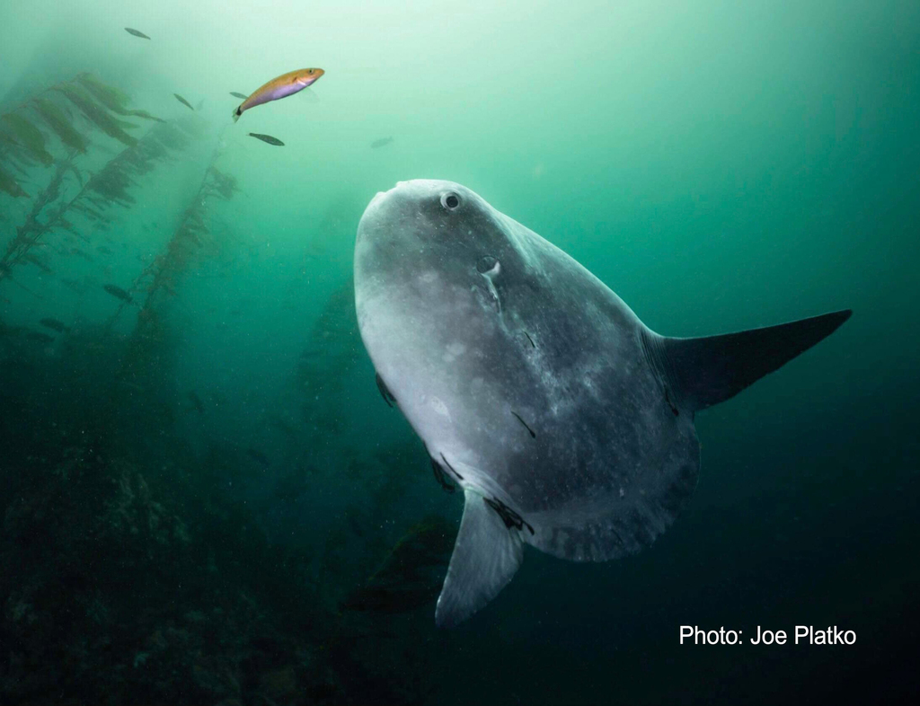 Hoodwinker Mola from Pacific Grove, CA, USA on August 3, 2019 at 05:59 ...