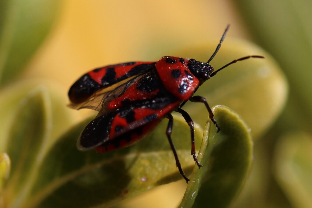 red cabbage bug from 28810 Villalbilla, Madrid, Spain on March 30, 2025 ...