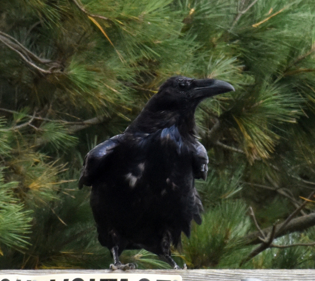 Common Raven from El Granada, CA, USA on August 17, 2019 at 12:46 PM by ...