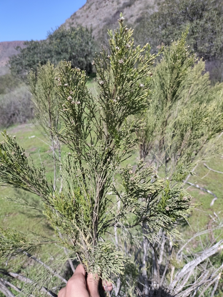 Desert Broom from Localización: 32.120358 -116.807838 on March 18, 2025 ...