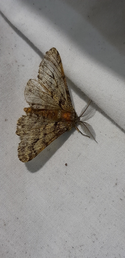 Brindled Beauty Moth from 76430 Sandouville, France on April 12, 2025 ...