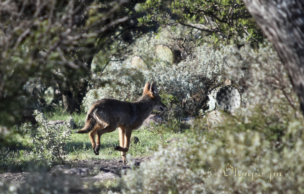 Mexican Coyote in August 2019 by José Manuel García Basurto · iNaturalist