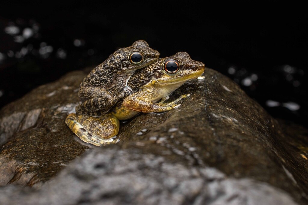 Palawan Rock Frog in March 2025 by Kenneth Chin · iNaturalist