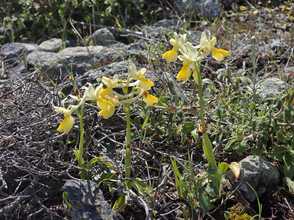 Sparse-flowered Orchid from Crete, Greece on April 11, 2025 at 12:57 PM ...