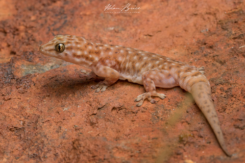 Medium Pilbara Rock Dtella (Gehyra media) · iNaturalist