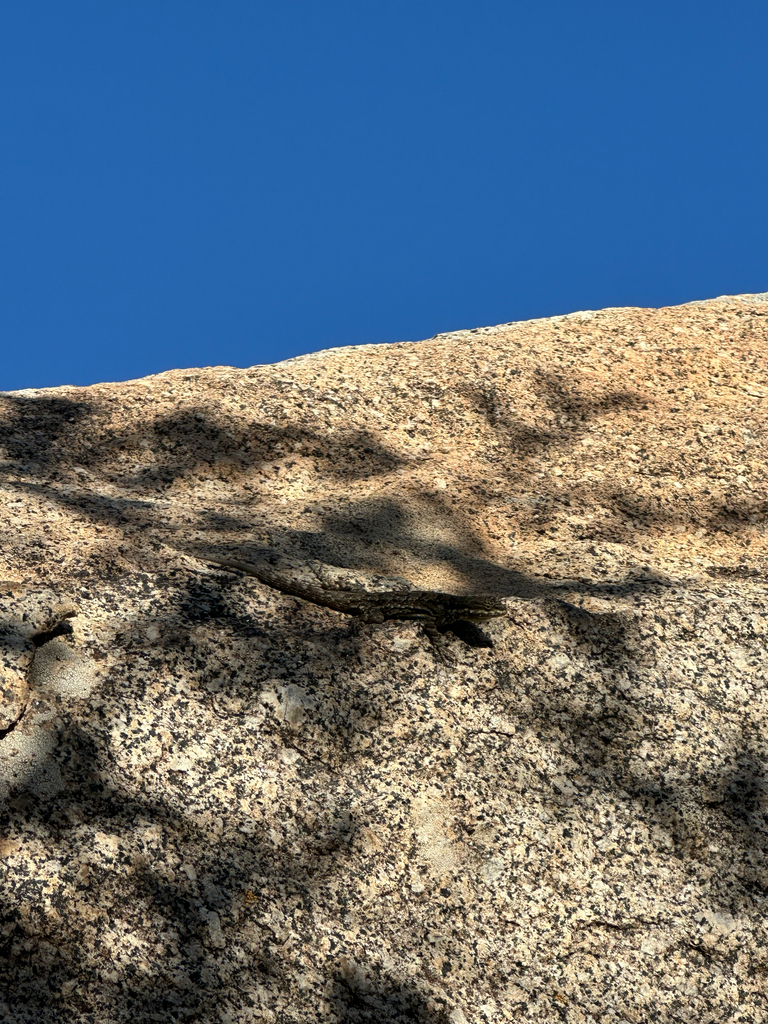 Ornate Tree Lizard from Pine Tree Trail-East, Las Cruces, NM, US on ...