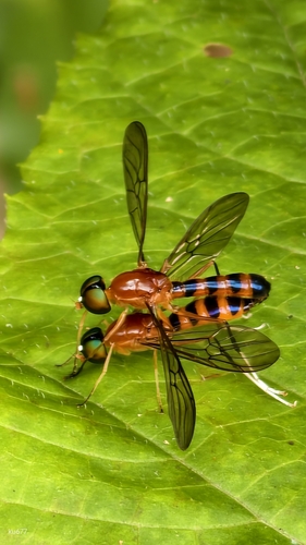 Ptecticus australis · iNaturalist