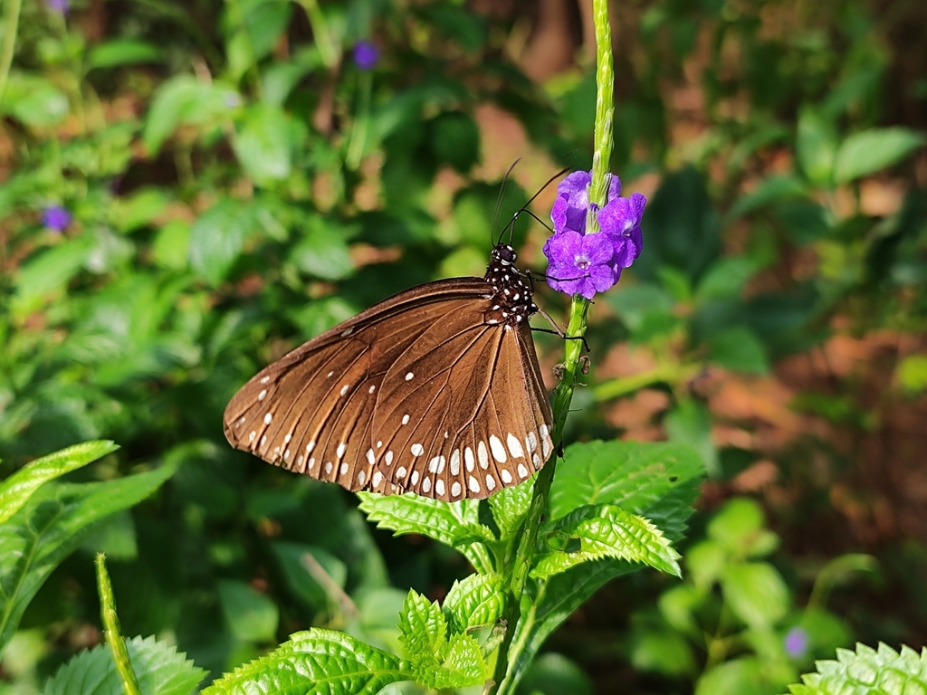 Crow Butterflies from 30, Patlipada, Manpada, Thane, Maharashtra 400606 ...