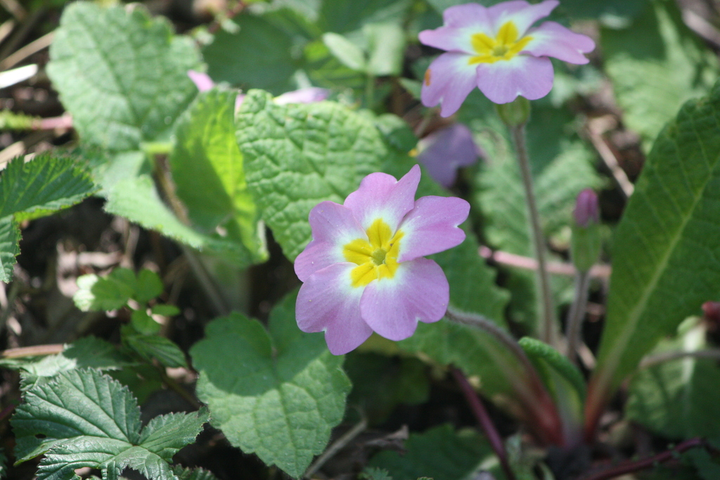 Primrose from Conwy Principal Area, UK on April 9, 2025 at 01:51 PM by ...