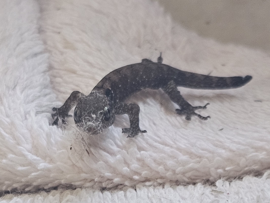 Geckos from 10 av nte # 488 entre 10 y 12, Gonzalo Guerrero, 77664 ...