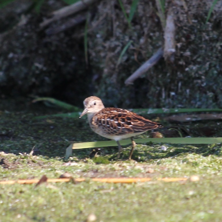 Least Sandpiper in August 2019 by Tim Ramey · iNaturalist