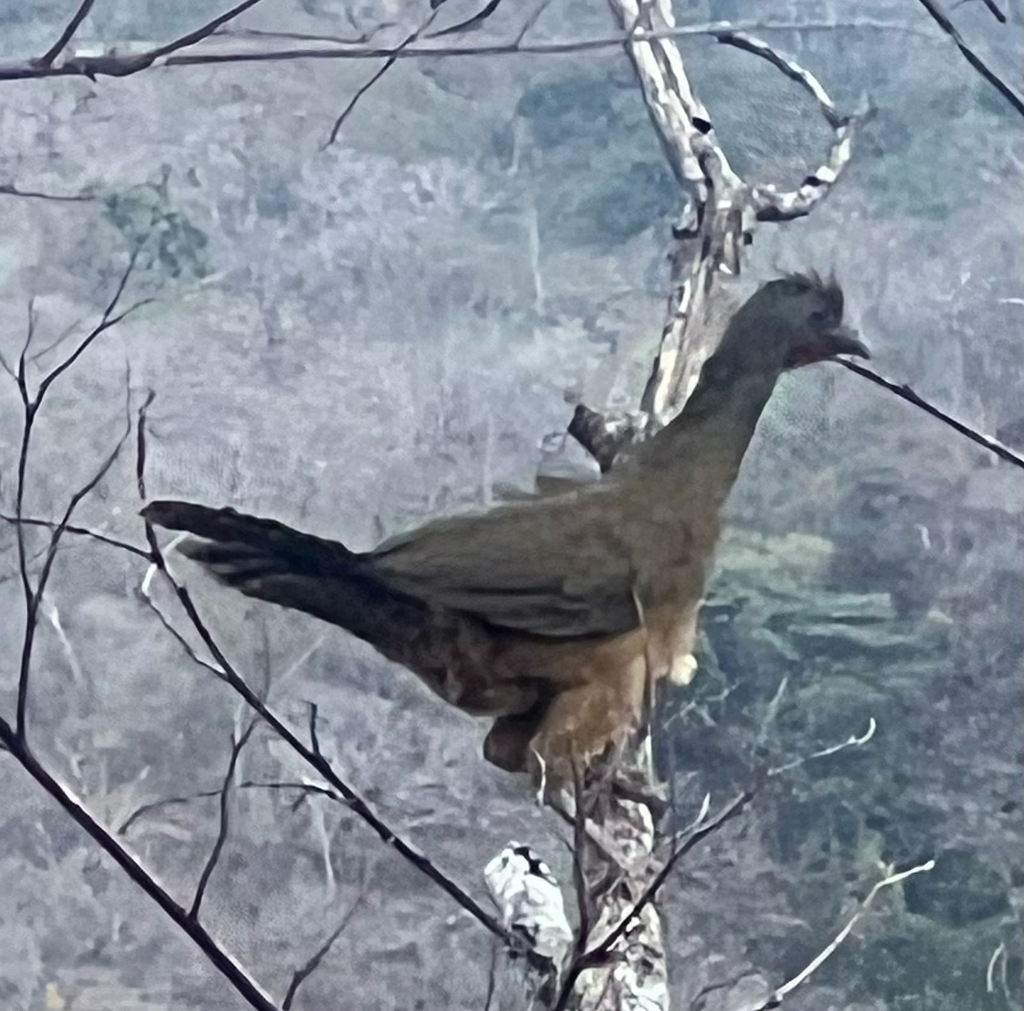 Plain Chachalaca from Filadelfia, Provincia de Guanacaste, Carrillo ...
