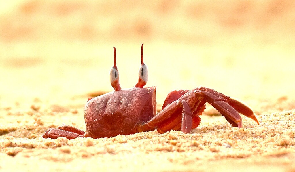 Red Ghost Crab from Gokharakuda, Odisha 761026, India on February 26, 2025 at 04:28 PM by ...