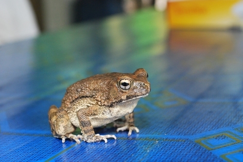 Flat-backed Toad (Amietophrynus maculatus) · iNaturalist