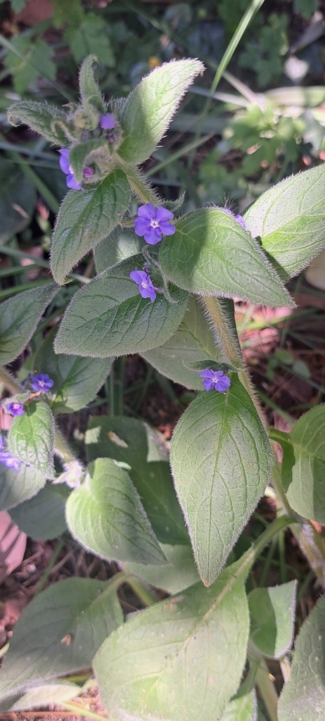 Green Alkanet from FQWG+54, Callington PL12 6TA, UK on April 11, 2025 ...