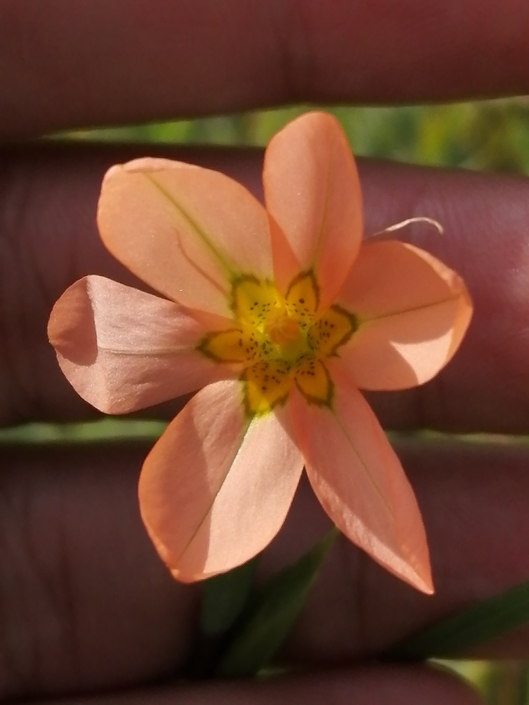 Two-leaved Cape tulip from Observatory, Cape Town, 7925, South Africa ...