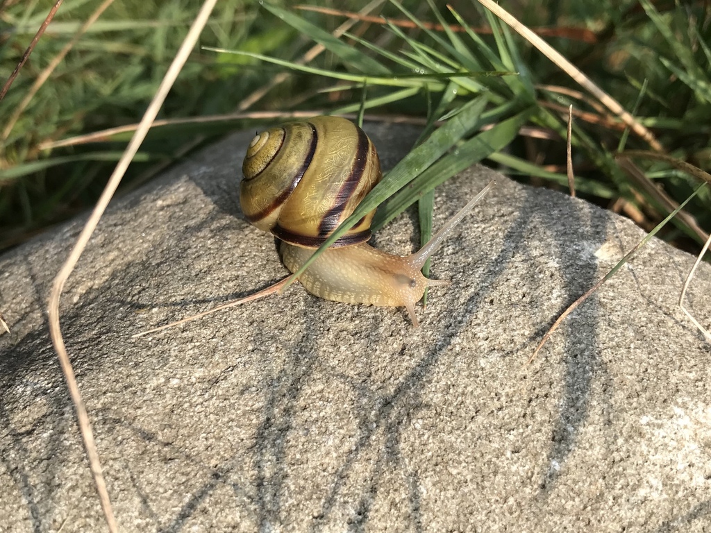 Brown-lipped Snail from Main St, Swoyersville, PA, US on August 18 ...