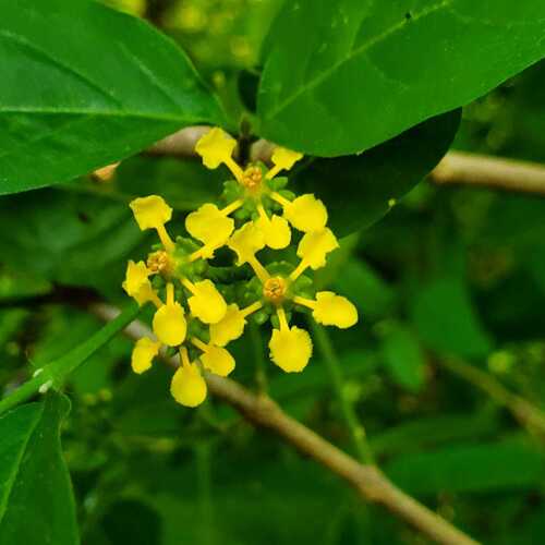 Bunchosia mesoamericana · iNaturalist