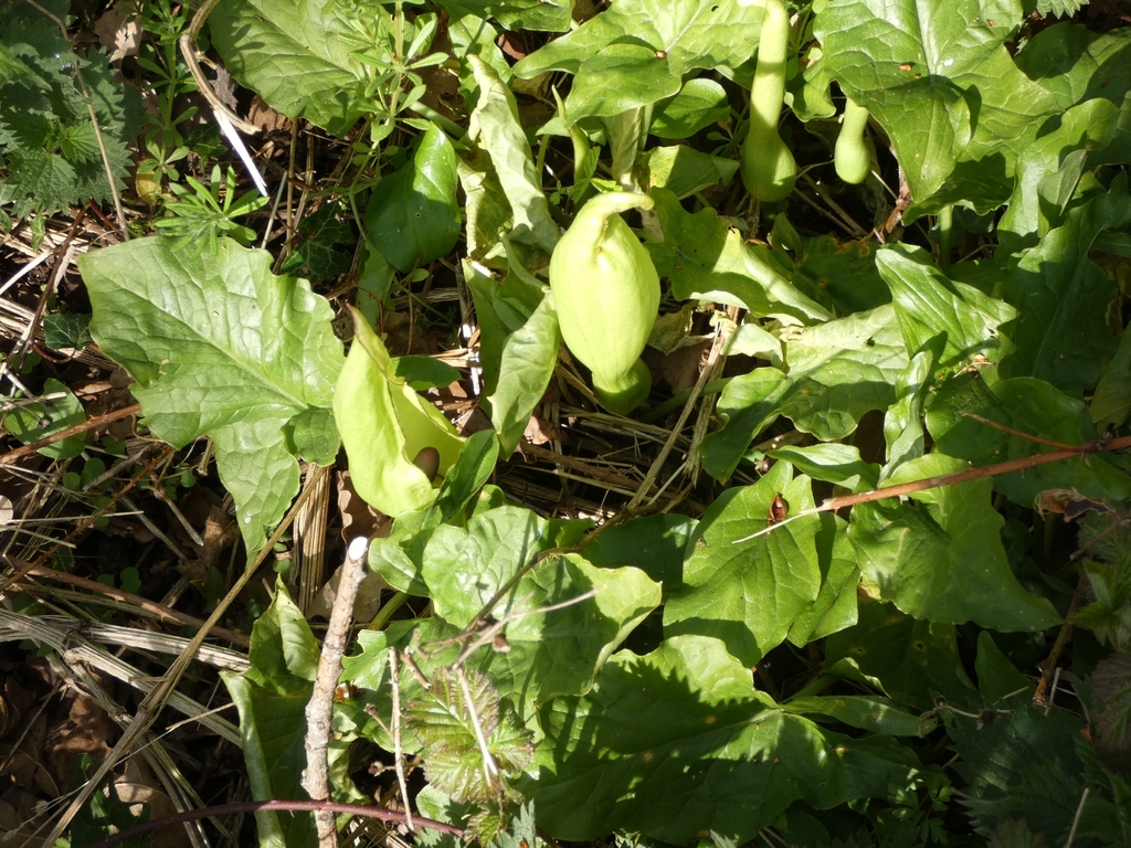 Cuckoo-pint from Bedlar's Green, Great Hallingbury, Bishop's Stortford ...