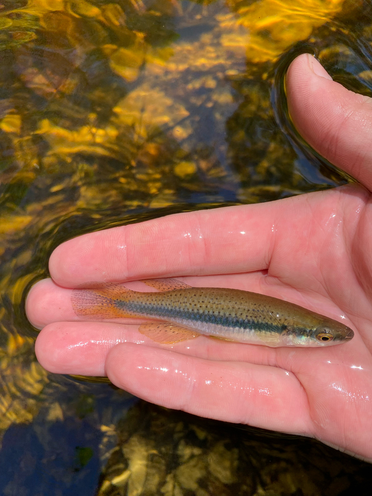 Blackspotted Topminnow in April 2025 by notopteridae · iNaturalist