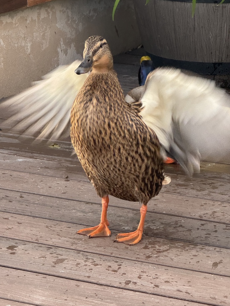 Mallard from E Elgin Ave, Salt Lake City, UT, US on April 12, 2025 at ...