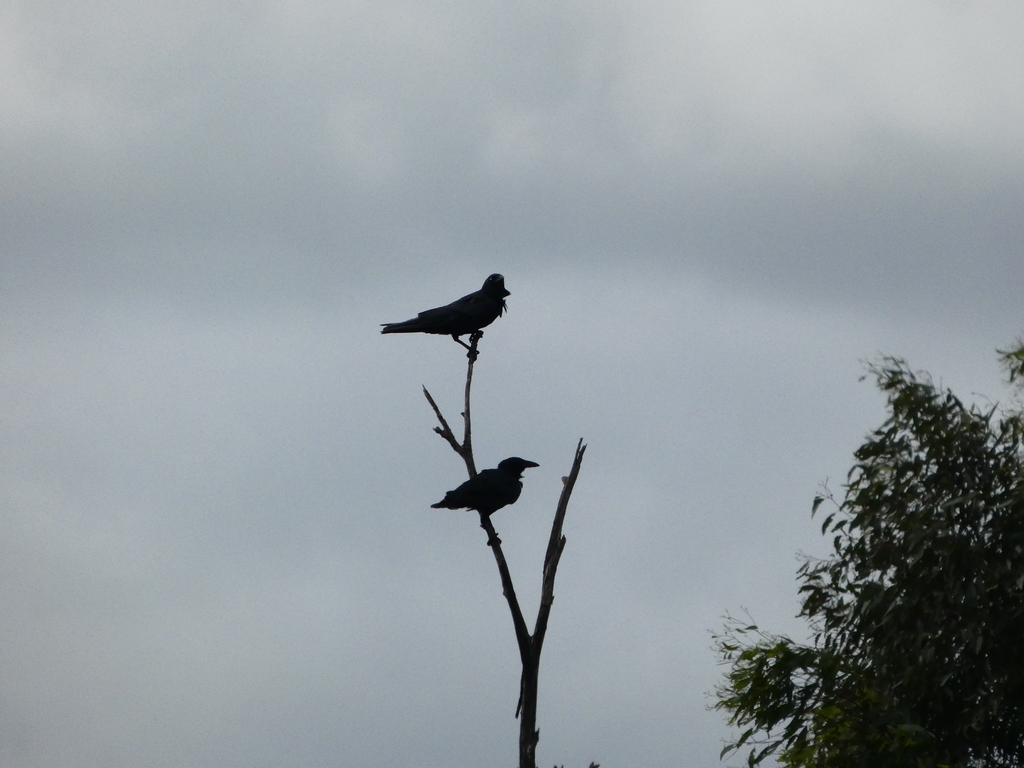 Torresian Crow from Coppabella QLD 4741, Australia on April 13, 2025 at ...