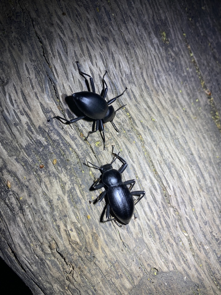 Coelocnemis magna from Millard Canyon Open Space, Altadena, CA, US on ...