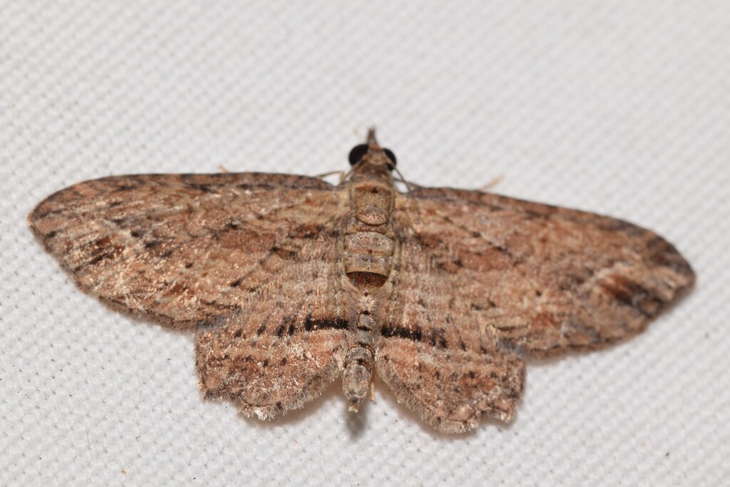 Australian Pug Moth from Queanbeyan NSW, Australia on April 12, 2025 at ...