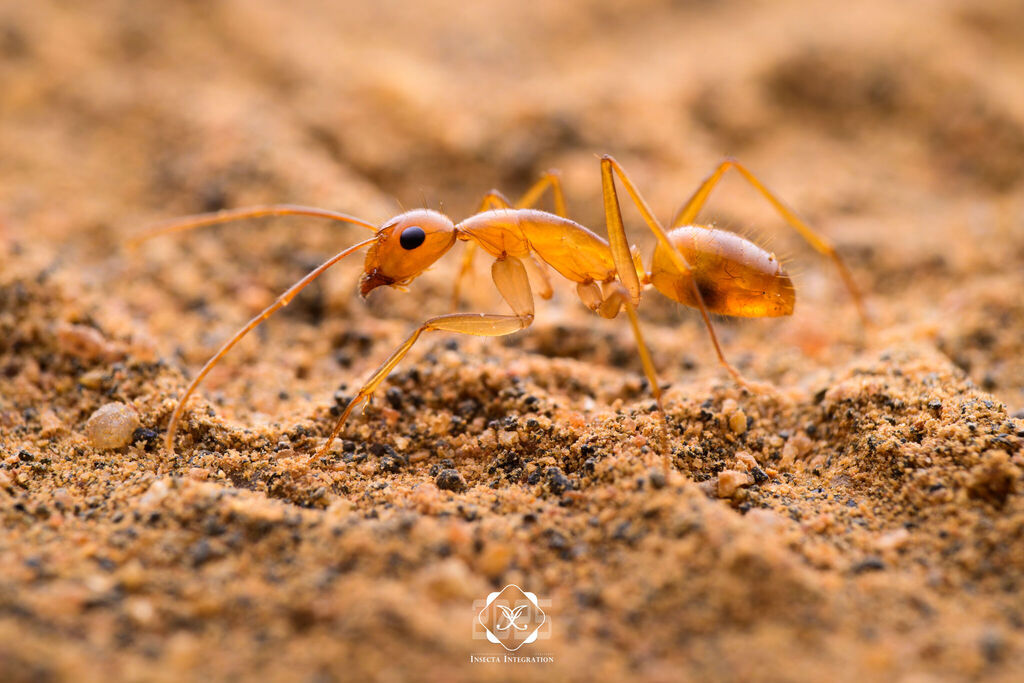 Camponotus fragilis from 美国加利福尼亚圣迭戈拉霍亚 on April 12, 2025 at 09:08 PM by ...