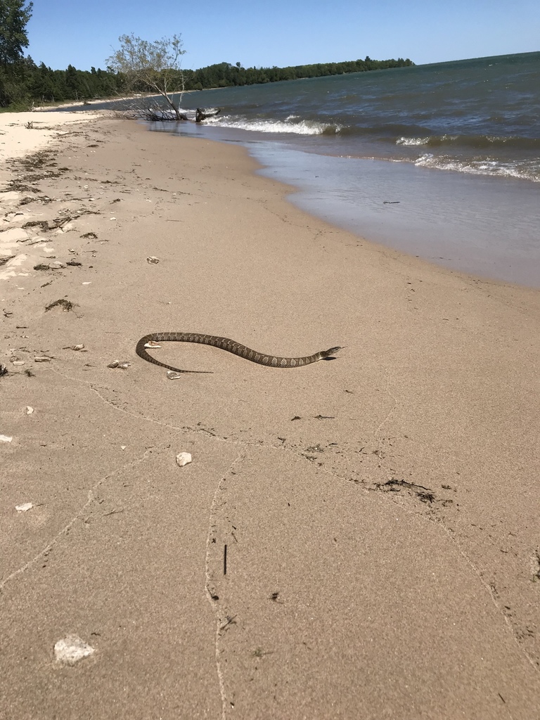 Common Watersnake from Lake Michigan, Washington, WI, US on August 14 ...