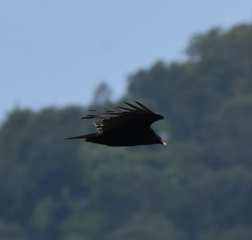 Turkey and Yellow-headed Vultures from Santa Marta, Magdalena, Colombia ...