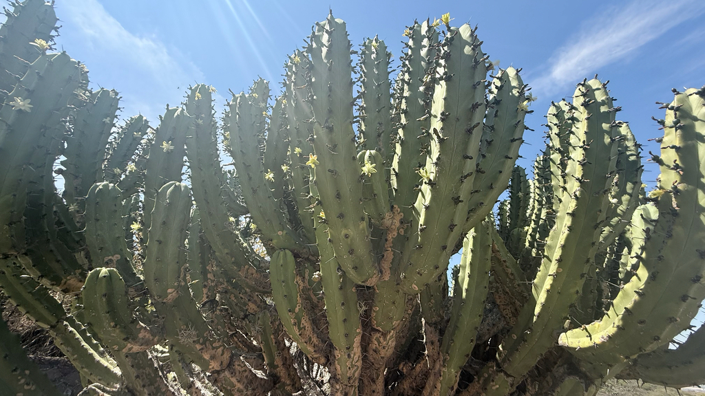 Blue Myrtle-cactus from San Miguel de Allende, Gto., MX on March 3 ...