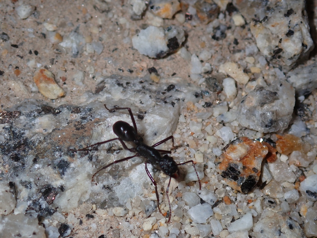 Titan Pony Ant in April 2025 by chipdizzle1 · iNaturalist