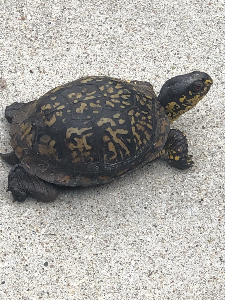 Common Box Turtle from Lake Dr, Muskego, WI, US on August 18, 2019 at ...