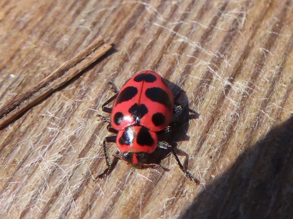 Spotted Pink Lady Beetle from Bruce County, ON, Canada on April 13 ...