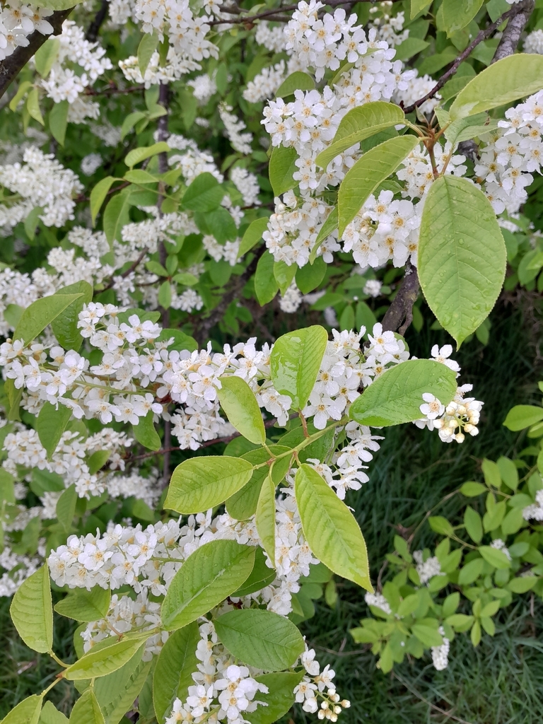 bird cherry from London SW12, UK on April 13, 2025 at 04:48 PM by Chris ...