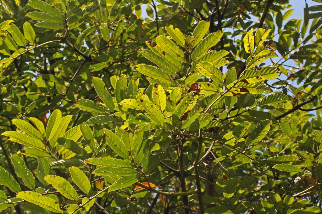 Brunellia from Poas Volcano, Costa Rica on January 7, 2010 at 05:39 PM ...
