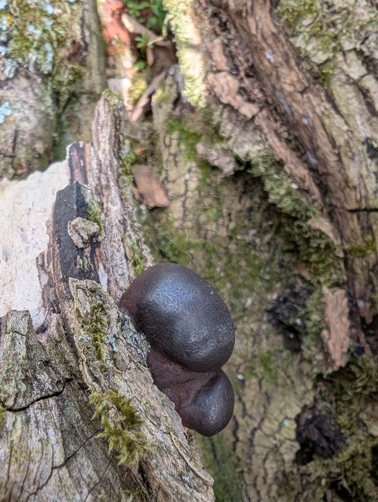 King Alfred's Cakes in April 2025 by Emily Green · iNaturalist