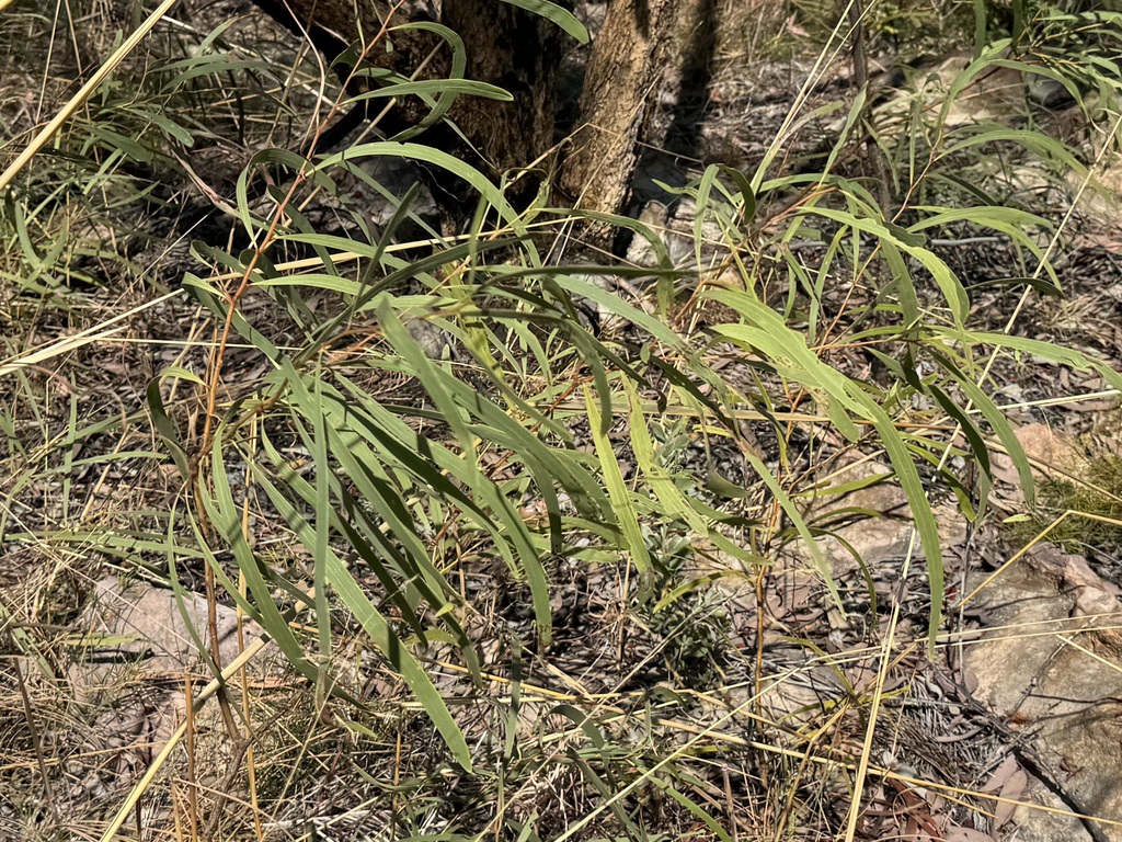 wattles from Kakadu NT 0822, Australia on August 1, 2024 at 11:09 AM by ...