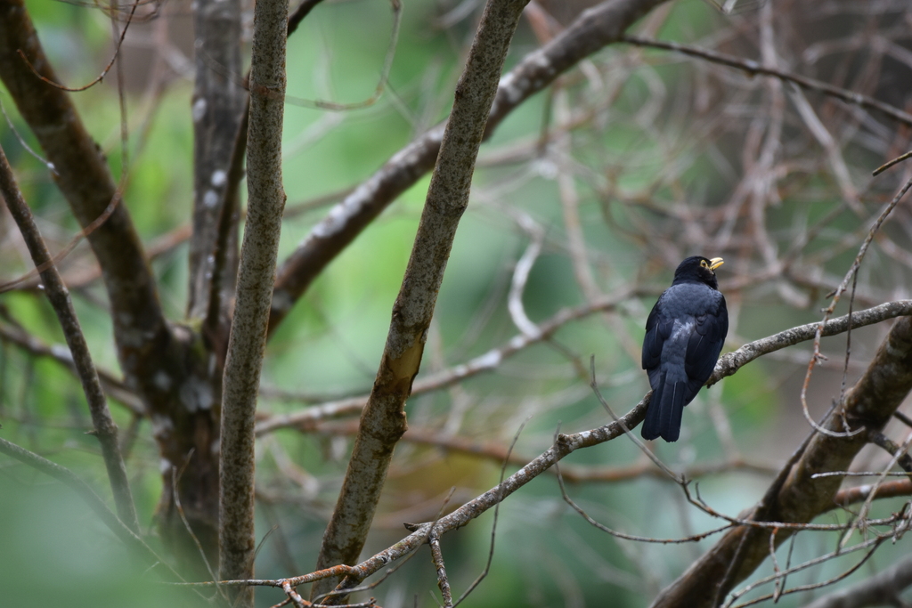 Yellow-legged Thrush from Santa Marta, Magdalena, Colombia on March 05 ...
