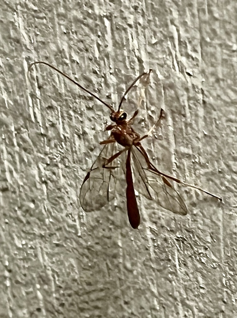 Ophion in April 2025 by Andrew Sayer · iNaturalist