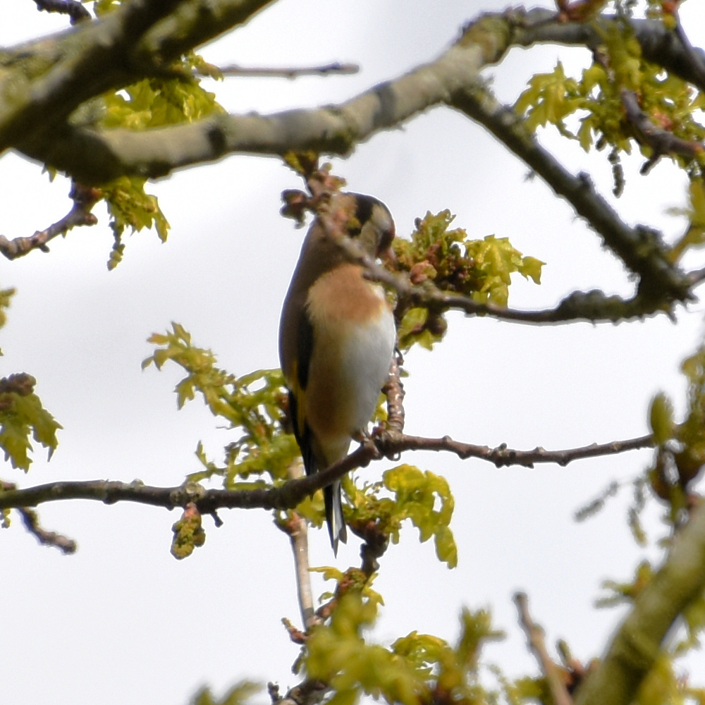 European Goldfinch from Essex, UK on April 13, 2025 at 01:10 PM by ...