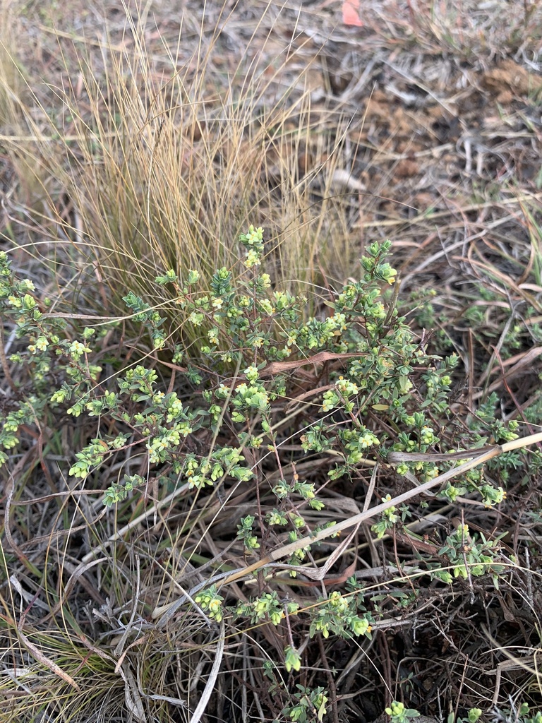 Spiny Rice-Flower from Grasslands Ward, Deer Park, VIC, AU on April 14 ...