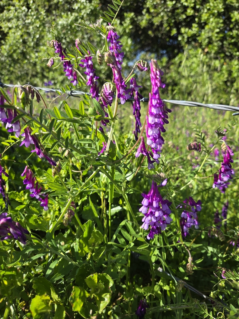 hairy vetch from Crockett, CA 94525, USA on April 5, 2025 at 04:29 PM ...