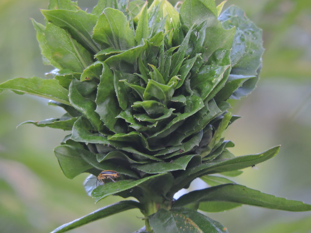 Goldenrod Bunch Gall Midge from Smyth County, VA, USA on August 18 ...