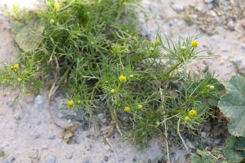 pineapple-weed from Almanzora, Almería, Spain on April 8, 2025 at 01:14 ...