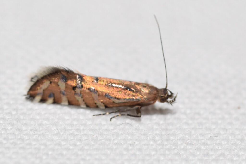 Five-bar Sedge Moth from Queanbeyan NSW, Australia on April 14, 2025 at ...